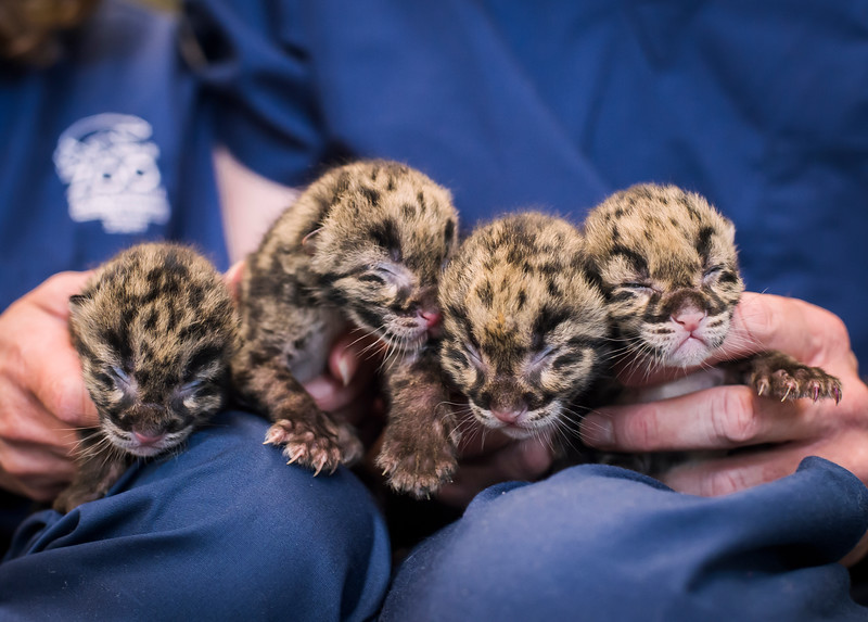 1-week-old clouded leopard cubs on display at Point Defiance Zoo | king5.com