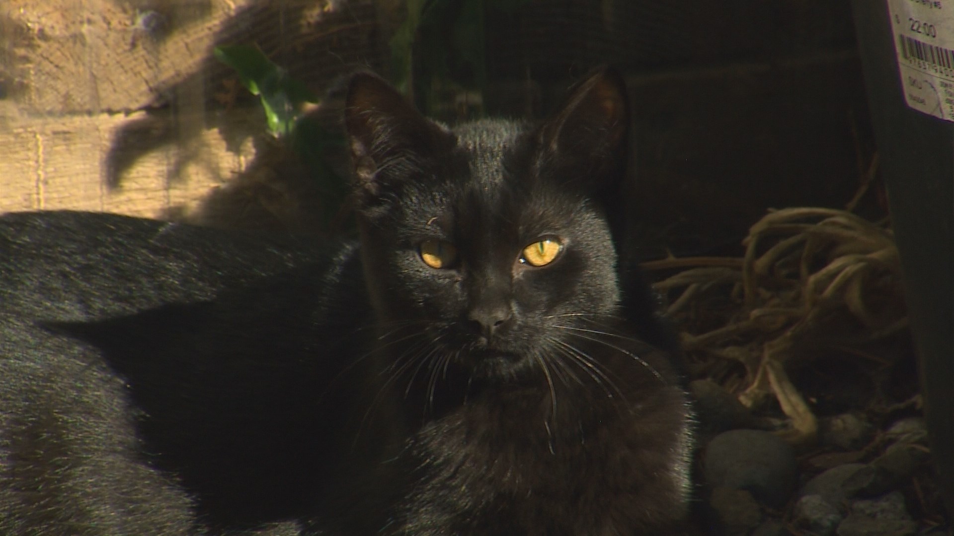 Pierce County shelters work to reduce feral cat population | king5.com