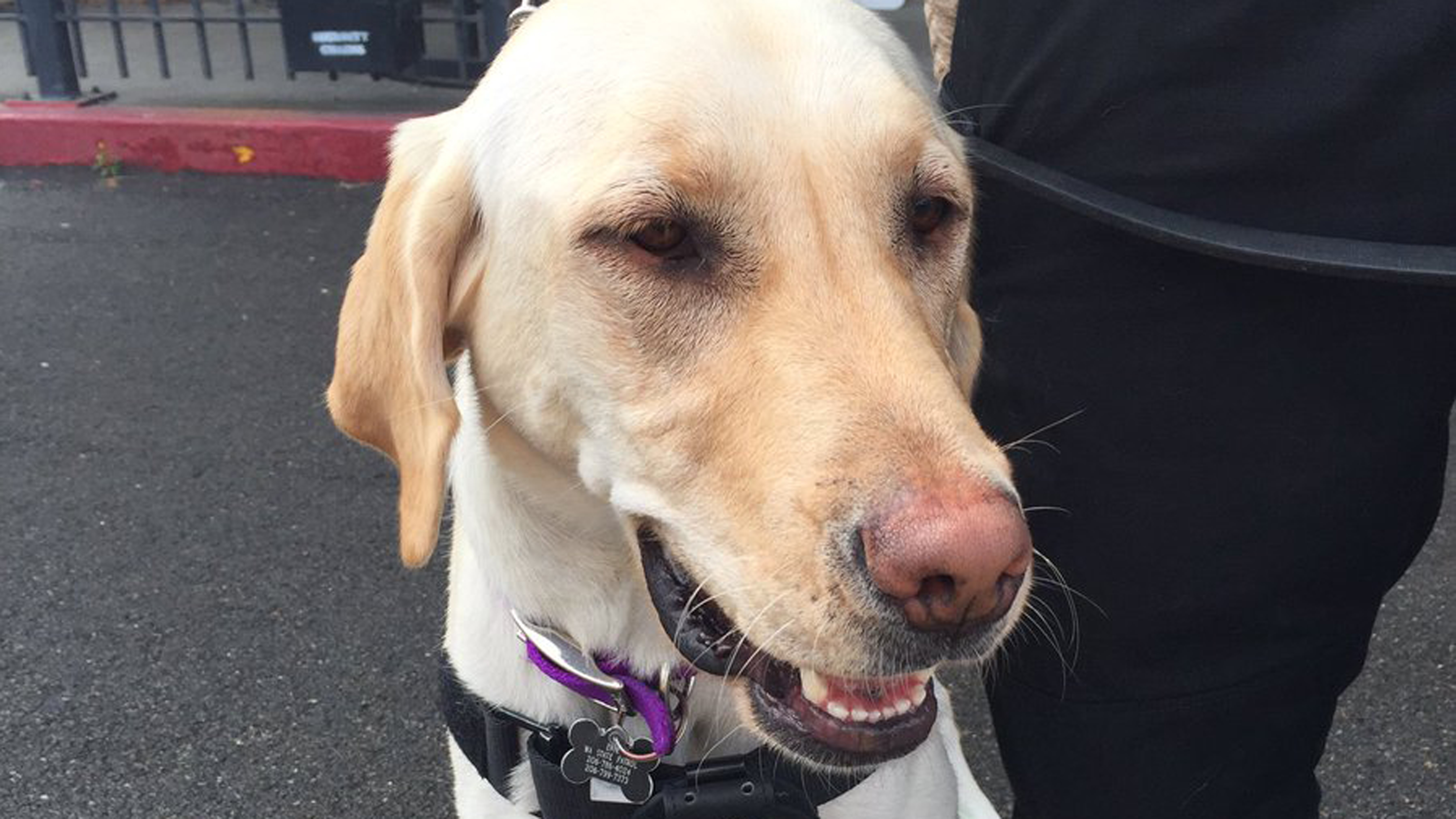 Nine dogs graduate to become bomb-sniffing K9 officers | king5.com