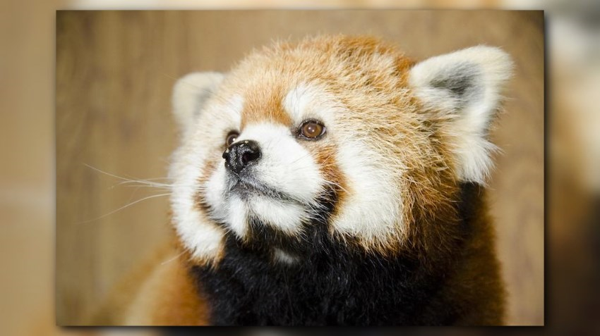 Woodland Park Zoo remembers 'sweet' red panda Stellar | king5.com
