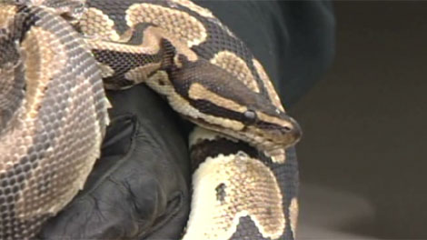 Woman finds python in kitchen | king5.com