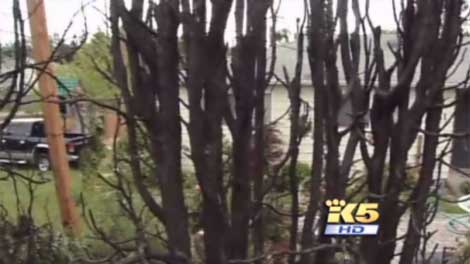 Tacoma serial arsonist may be targeting same type of tree | king5.com