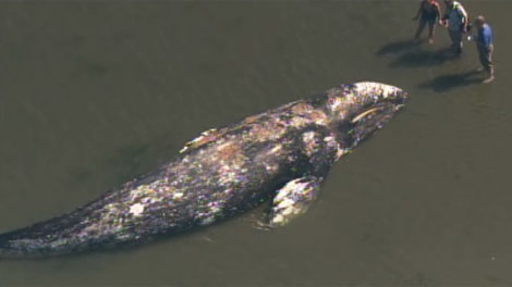 Orcas seen attacking gray whale near Everett | king5.com