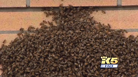 Bee swarms seen in Seattle, Tacoma | king5.com