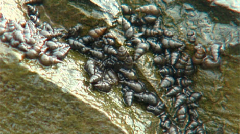 Snail invasion continues despite Olympia lake flushing | king5.com