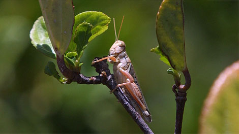 Huge grasshopper outbreak projected in Northwest | king5.com