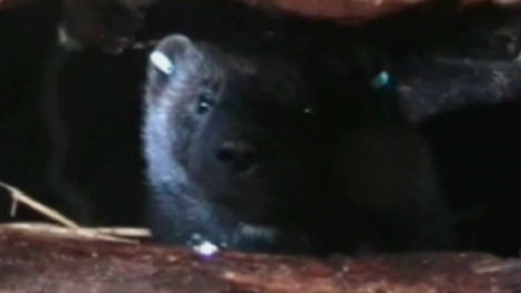 Wolverines making comeback in Washington state? | king5.com