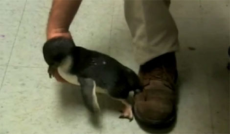 Zoo's ticklish penguin becomes Internet sensation | king5.com