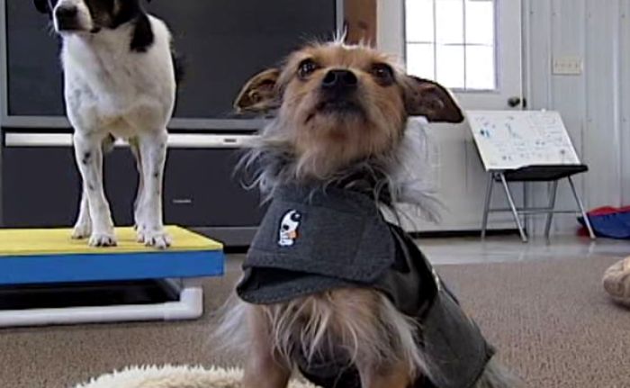 Do Compression Shirts Work For Dogs Lick Sleeve: Wearable Dog Leg