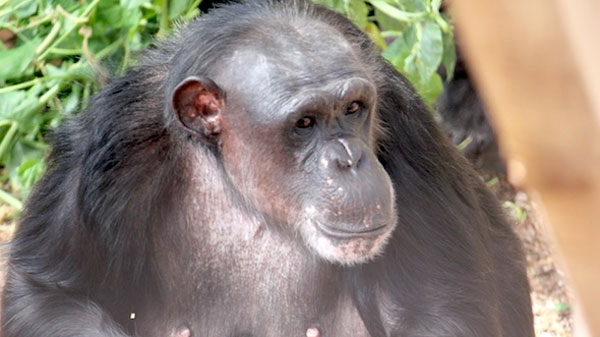 Former lab chimps enjoying new home at Cle Elum sanctuary | king5.com