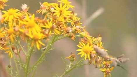 Yellow flowers not just pretty, but invasive roadside epidemic | king5.com