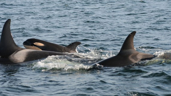 New baby orca spotted in Puget Sound | king5.com