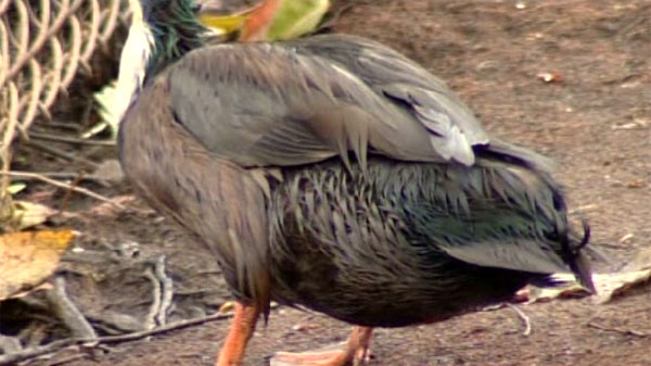 Ducks, birds covered in oil from sheen on Auburn pond | king5.com