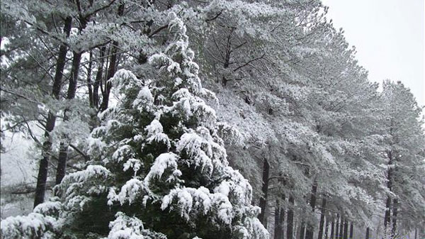 November snow falls in...Alabama | king5.com
