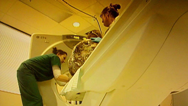 Orca's head scanned for internal damage | king5.com