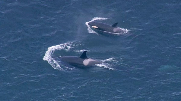 Study: Orcas 'stressed-out' more by hunger than boats | king5.com