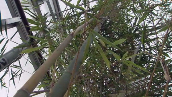 Scientists develop giant bamboo 'dream tree' | king5.com