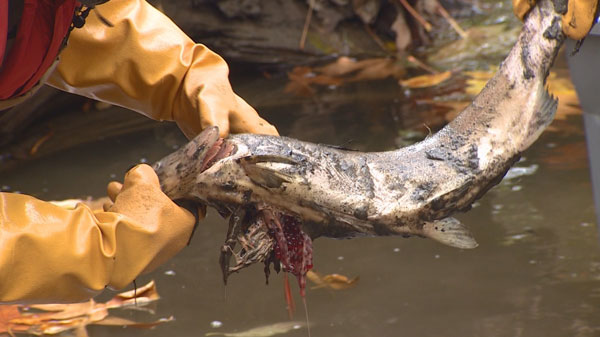 Toxic storm water killing returning salmon at Longfellow Creek | king5.com