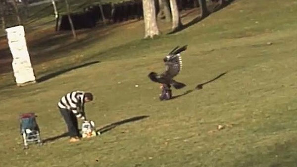 'Eagle snatches kid' video makers admit it's a hoax | king5.com