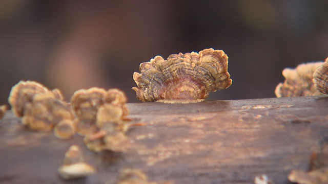 Bastyr researchers using mushrooms to fight cancer | king5.com