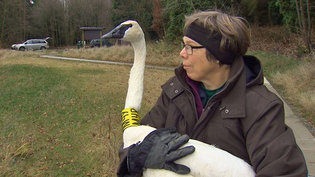 Wounded trumpeter swan with history takes flight again | king5.com