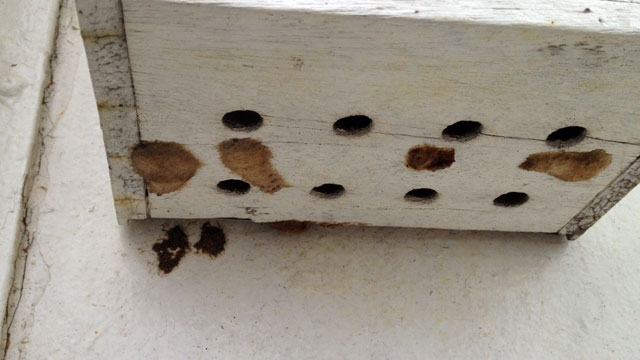 Major Asian Gypsy Moth infestation discovered on ship in Tacoma | king5.com