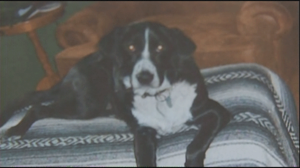 After nearly 2 months missing, Charlie comes home | king5.com