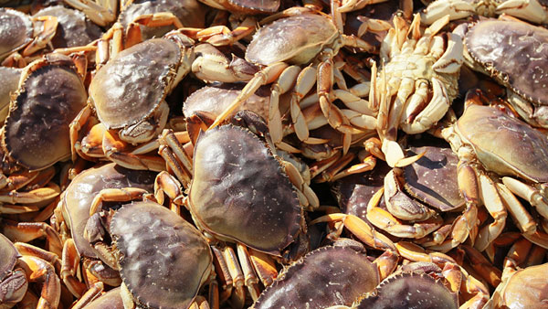 Dungeness crab season delayed | king5.com