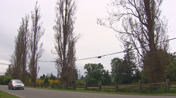 Tree disease attacks Northwest poplars | king5.com