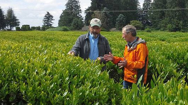 A visit to Sakuma Brothers' tea farm | king5.com