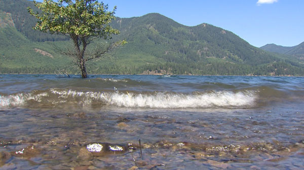 Sockeye return to Lake Cle Elum in Yakima Basin | king5.com