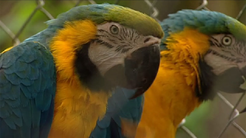 Homeowner claims Carnation bird sanctuary is too loud | king5.com
