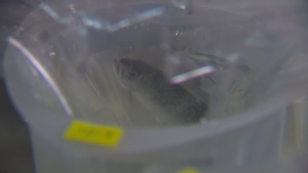 Routine fish testing hooks human health breakthrough | king5.com