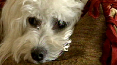 New dog virus shows up in Michigan | king5.com