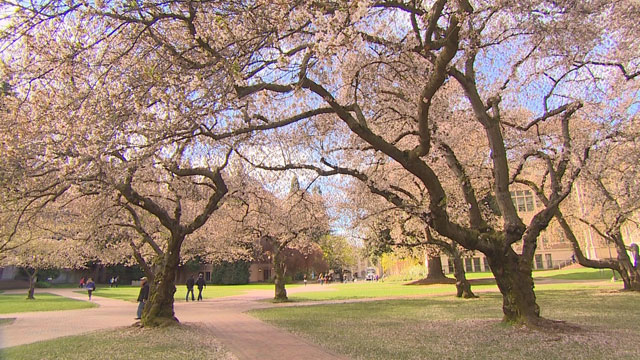 UW cherry trees in Quad expected to reach peak bloom in April | king5.com