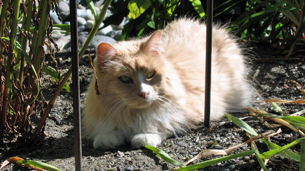 What you should know about your community's feral cats | king5.com