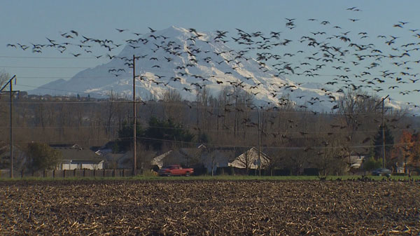 Sumner’s great goose spectacle | king5.com