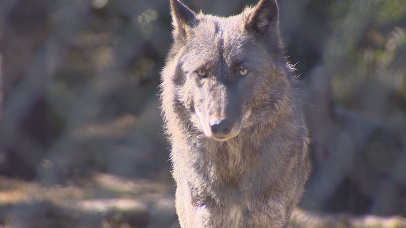 Two wolves shot dead in Eastern Washington | kgw.com