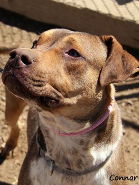 Unwanted deaf dog gets adopted by deaf man | king5.com