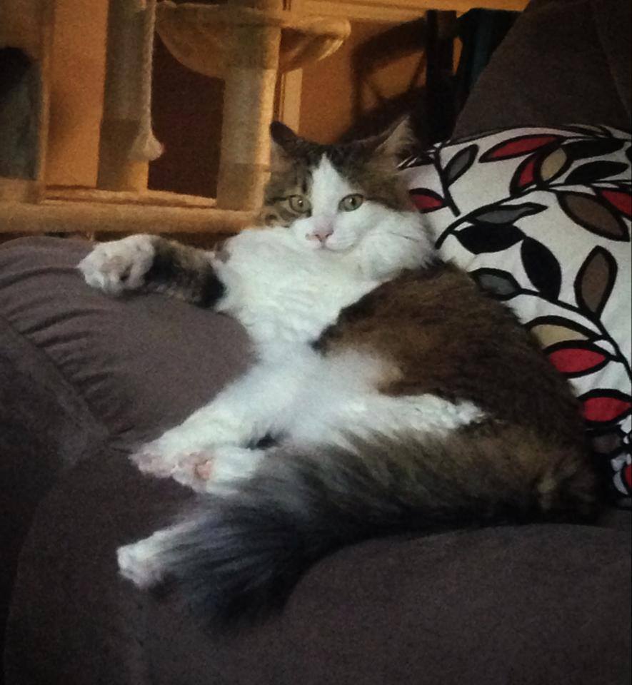 1 year after Bellevue fire, Ellie cat has recovered | king5.com