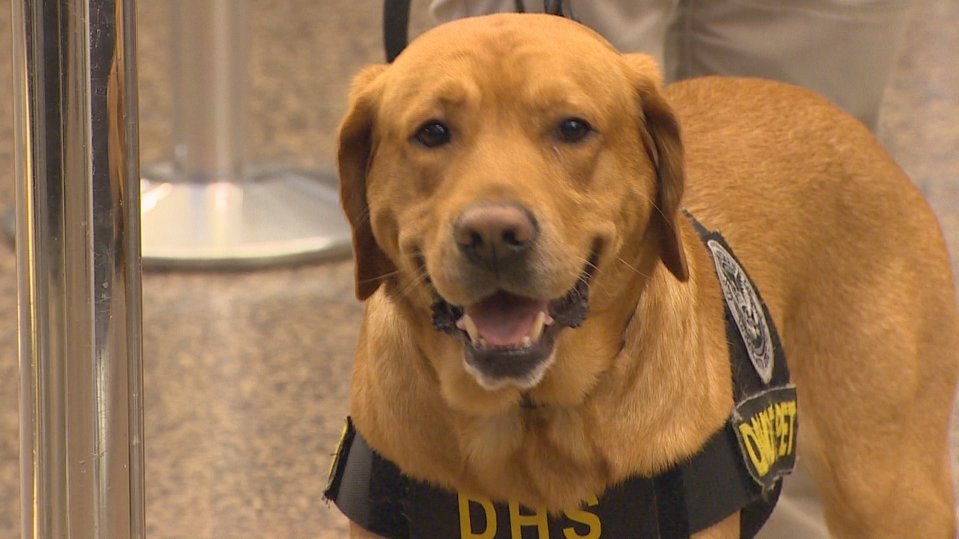 New bomb-sniffing dogs working Sea-Tac security | king5.com