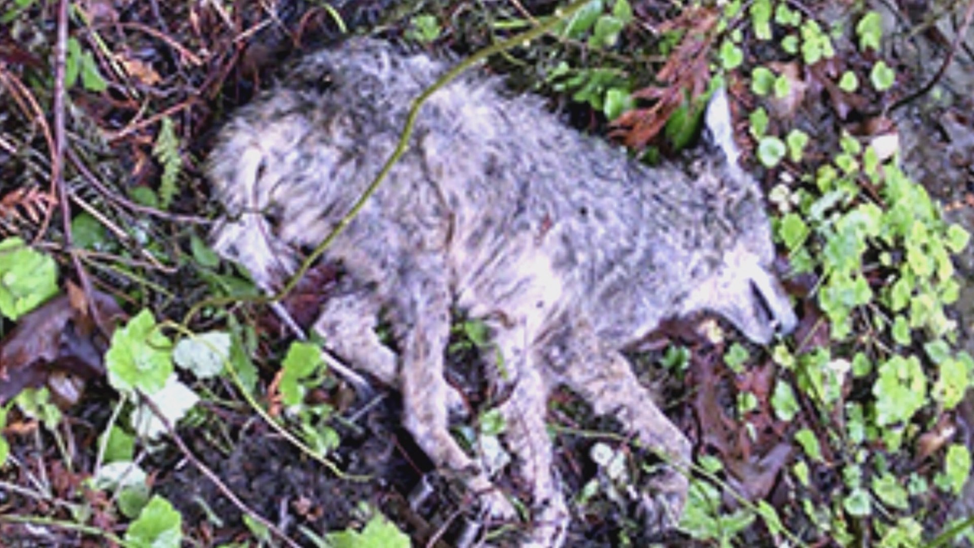 Reward offered after coyote's death in illegal trap | king5.com