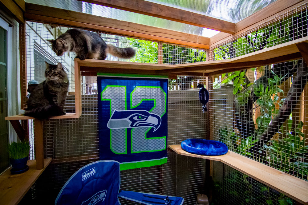 Feline Seahawks fans enjoy Twelfie-themed 'catio' | king5.com
