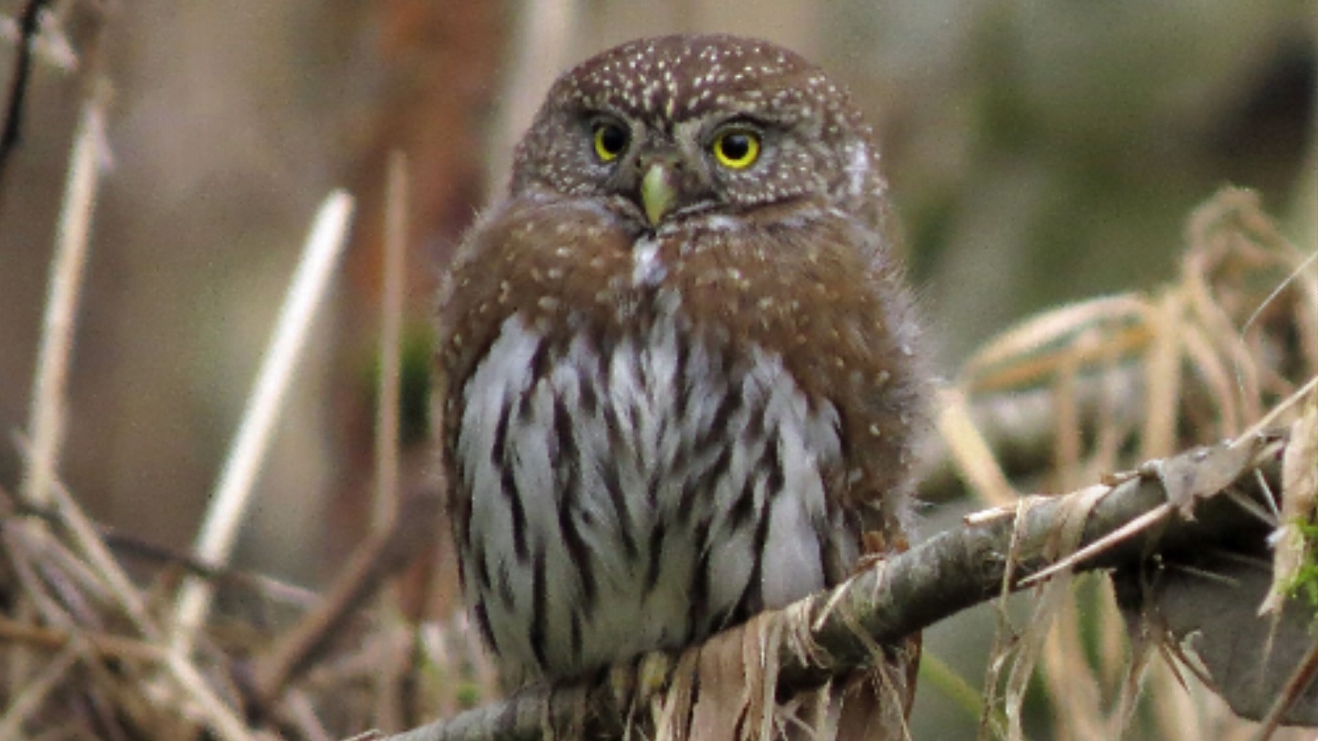 Northern Pygmy Owl Drawing