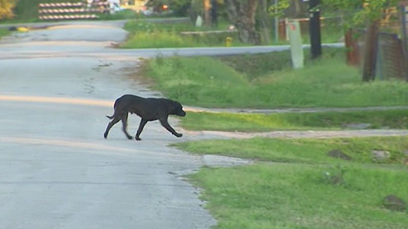 Drones being used to track Houston's stray dogs | king5.com