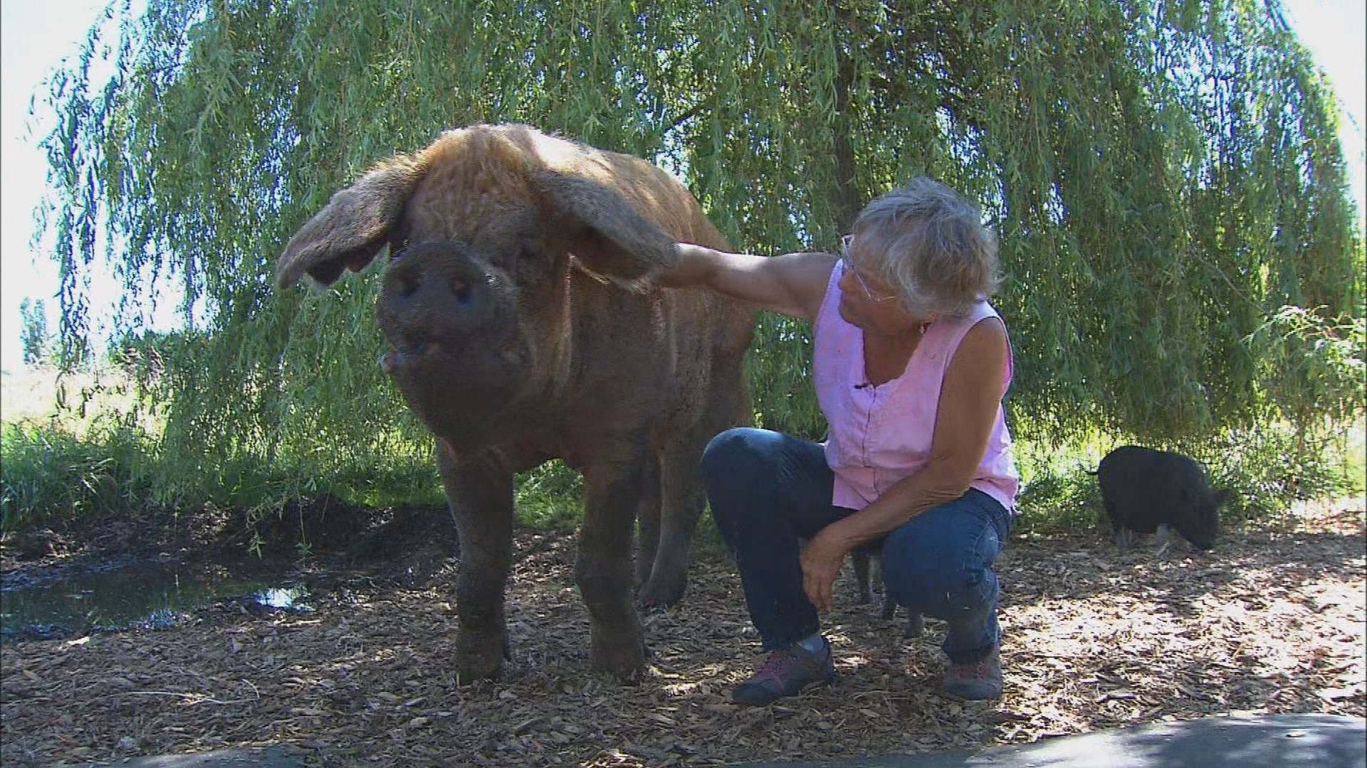 Pigs Peace Sanctuary is hog heaven | king5.com