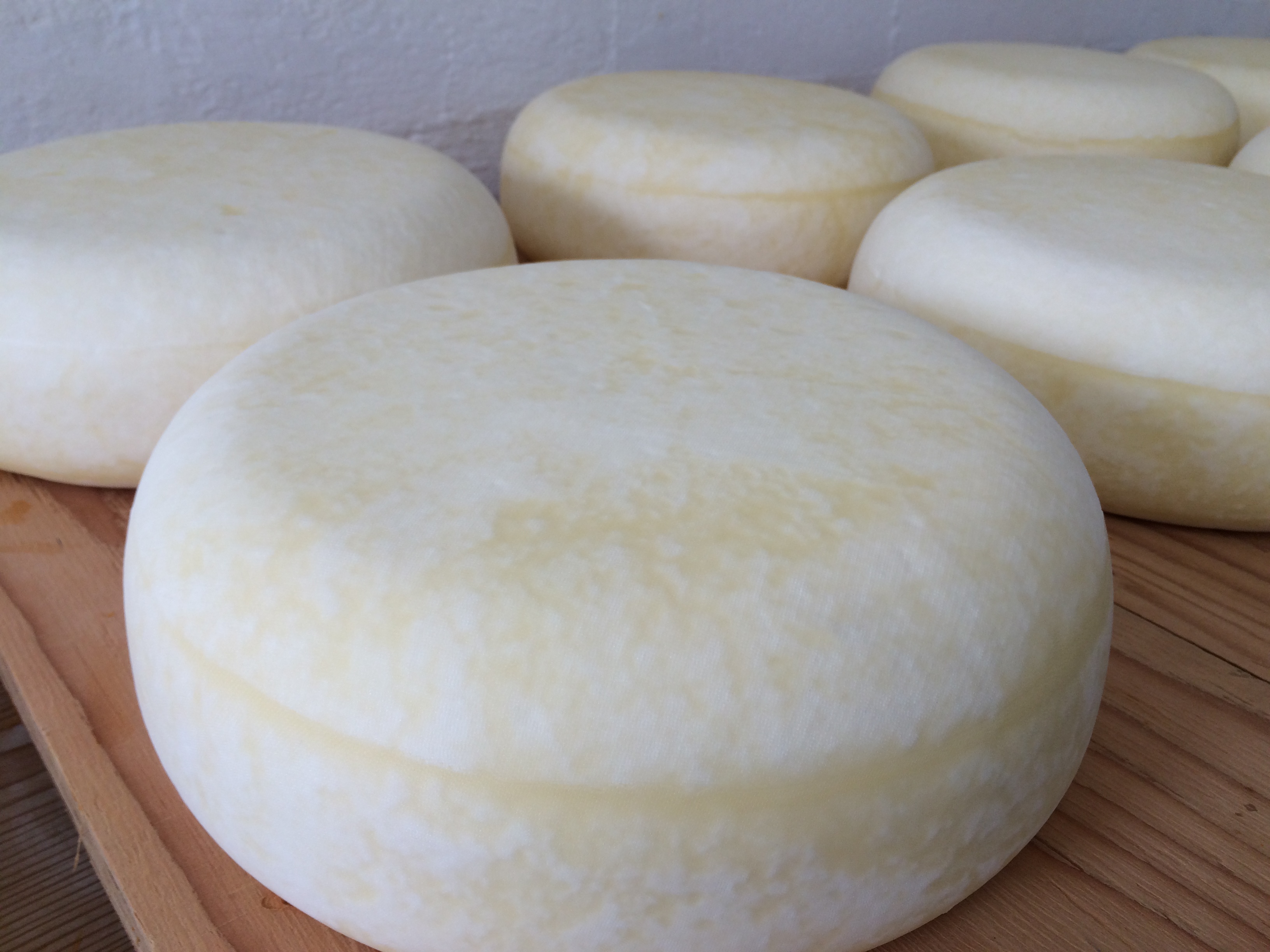 NW Gouda Goddess makes award winning cheese | king5.com