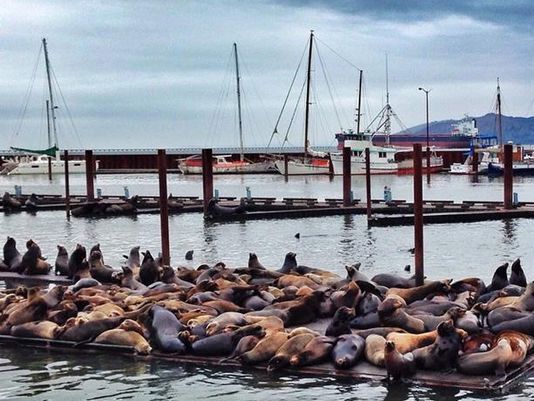 Electrified mats tested to keep sea lions off Ore. docks | king5.com