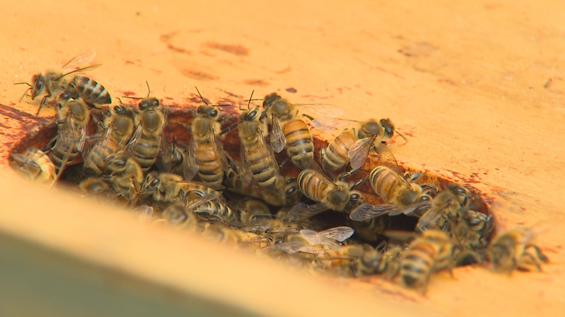 Beehives installed on Seattle's City Hall | king5.com