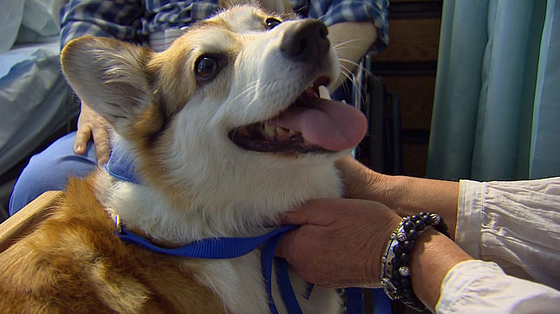 'Cappy the Corgi' healing patients | king5.com